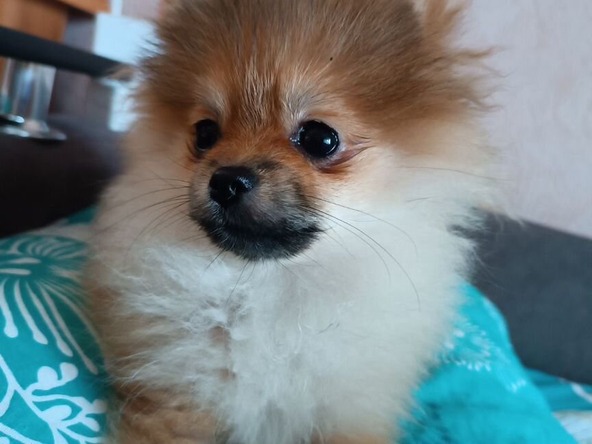 Померанский шпиц медвежьего типа