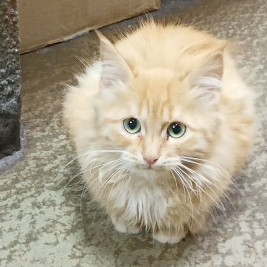 Крошки котята