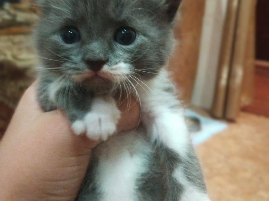 Котята. Донской сфинкс (Браш)