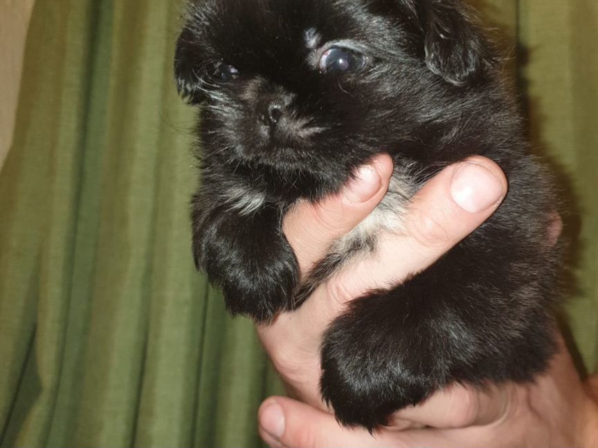 Щенки пекинеса