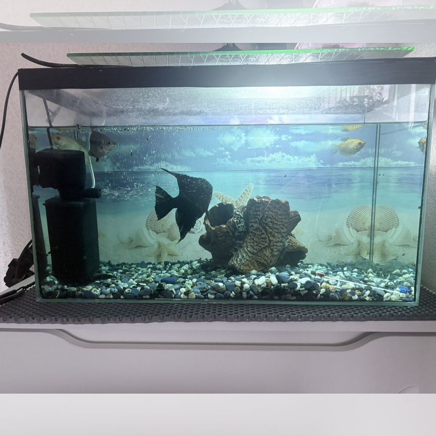Аквариум с рыбками 50 литров