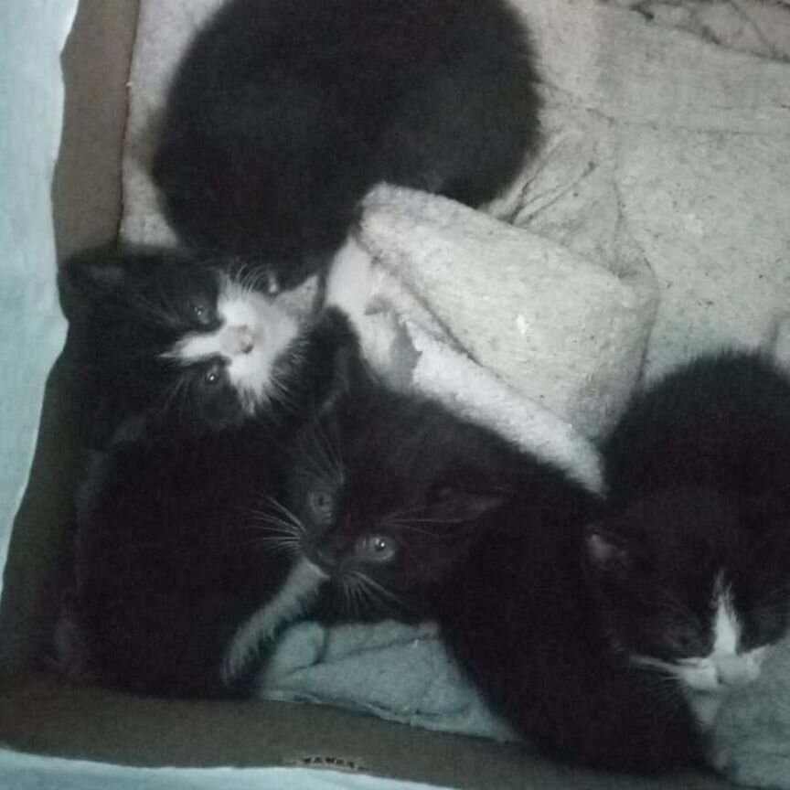 Котята в добрые руки
