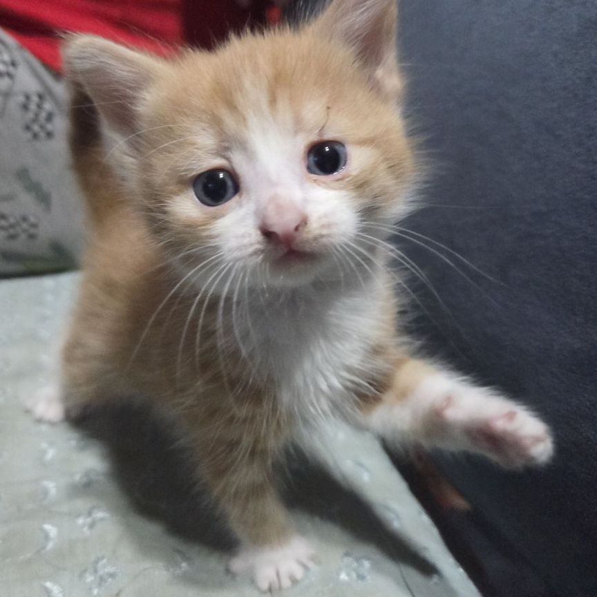Котёнок в добрые руки