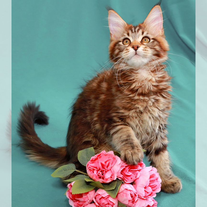 Продажа котята