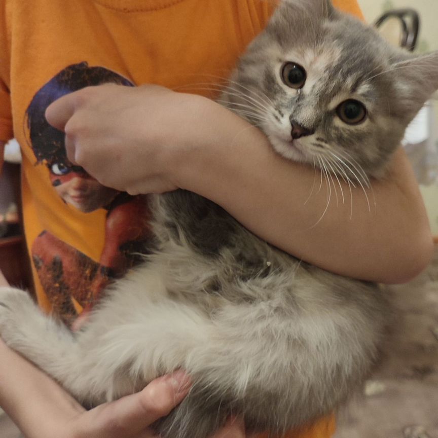 Отдам в добрые руки котят,две девочки и мальчик