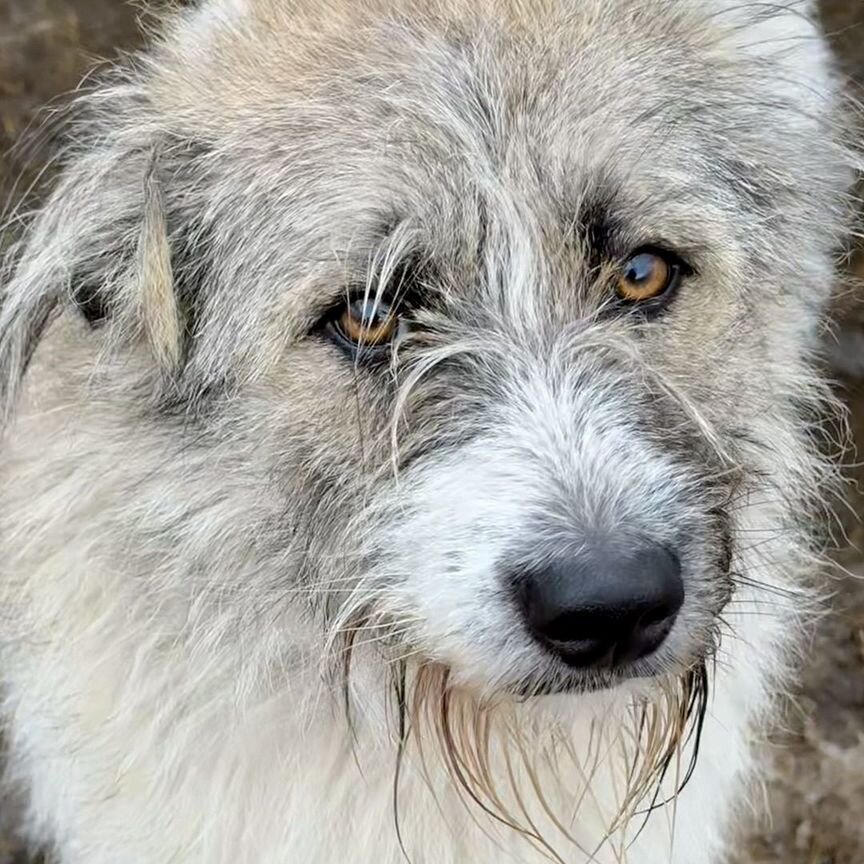 Собака в добрые руки