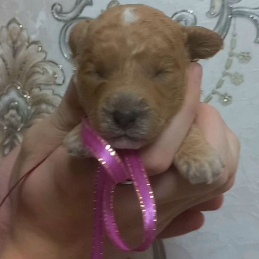 Той-пудель, щенок