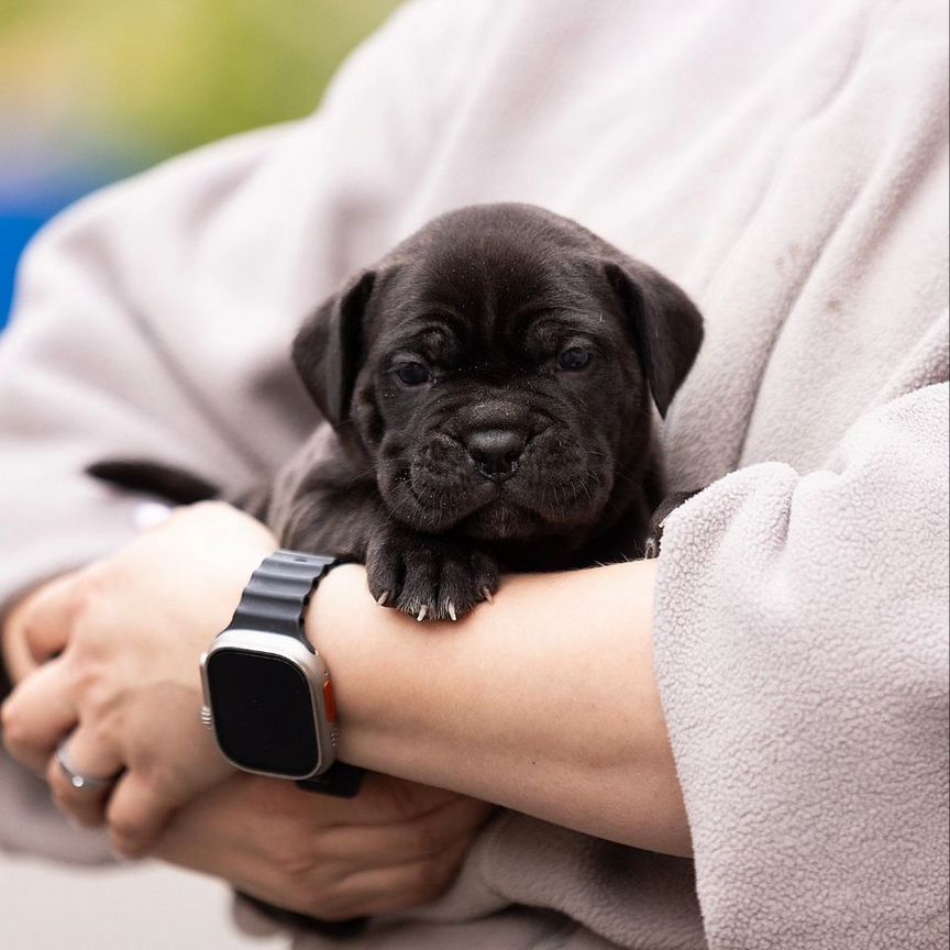 Щенки кане корсо