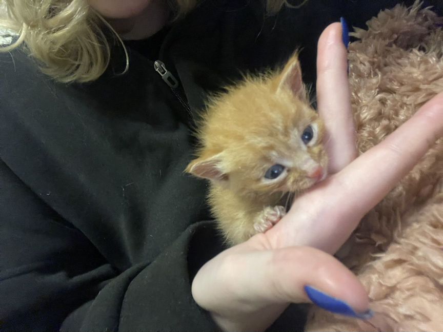 Котенок рыжий мальчик нужна помощь