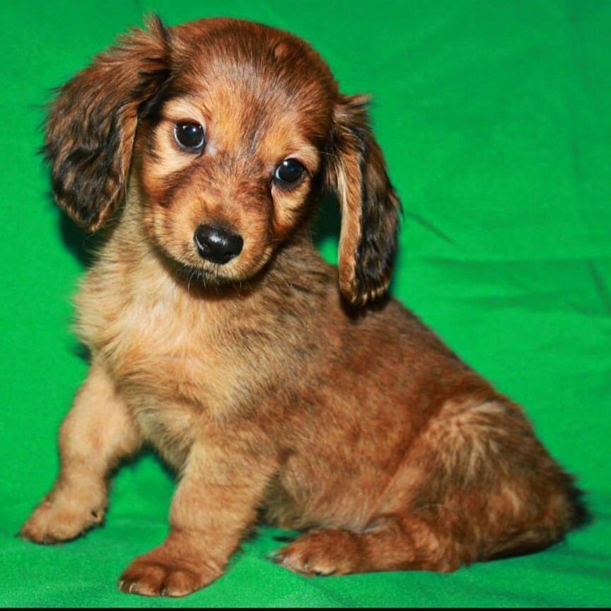 Карликовая такса, щенок