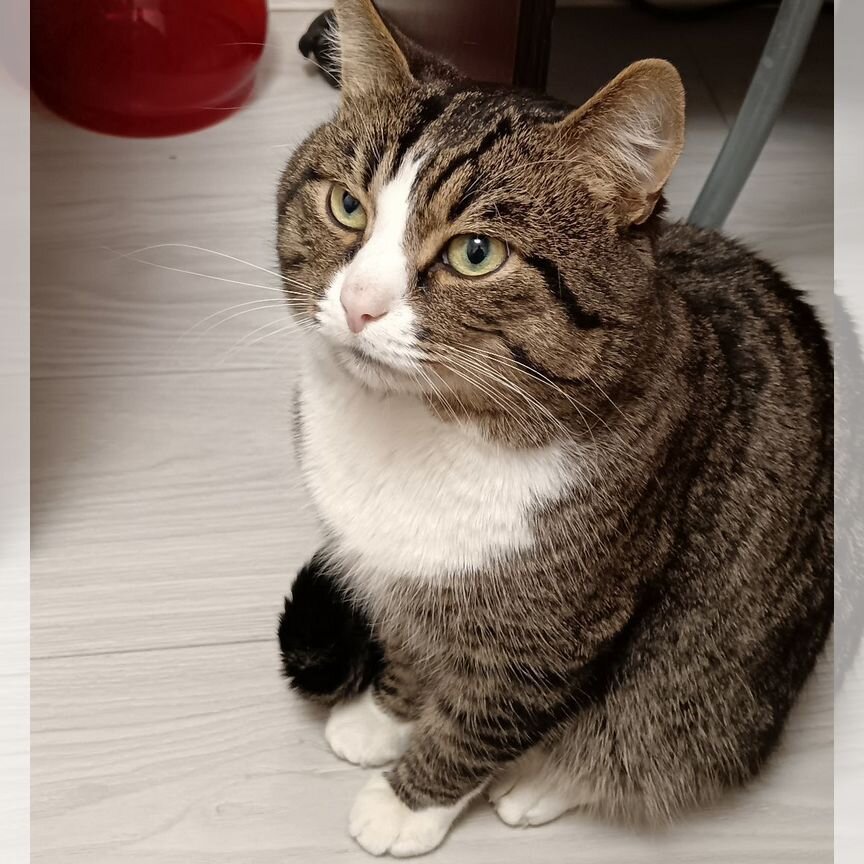 Взрослый кот в добрые руки