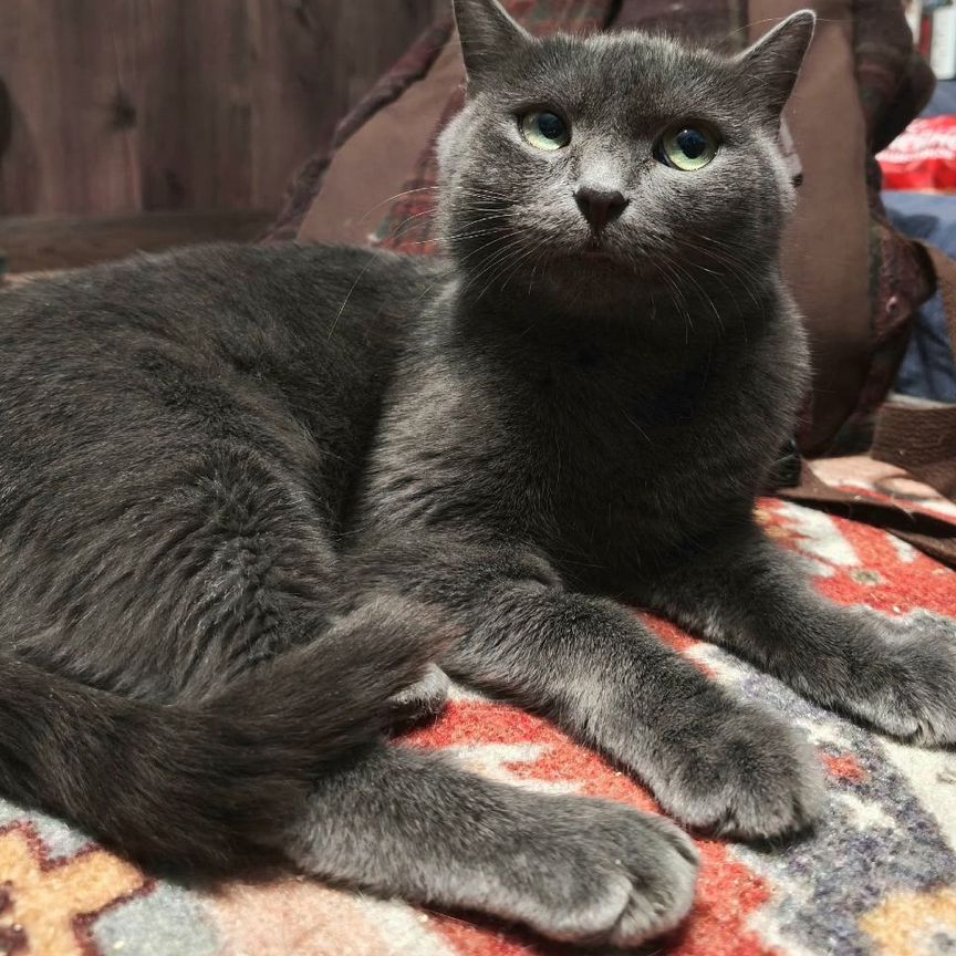 Взрослая, Девочка кошка в добрые руки