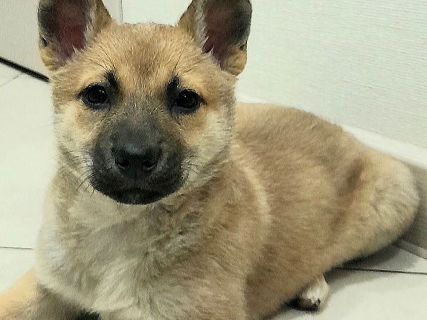 Щенок собака в добрые руки