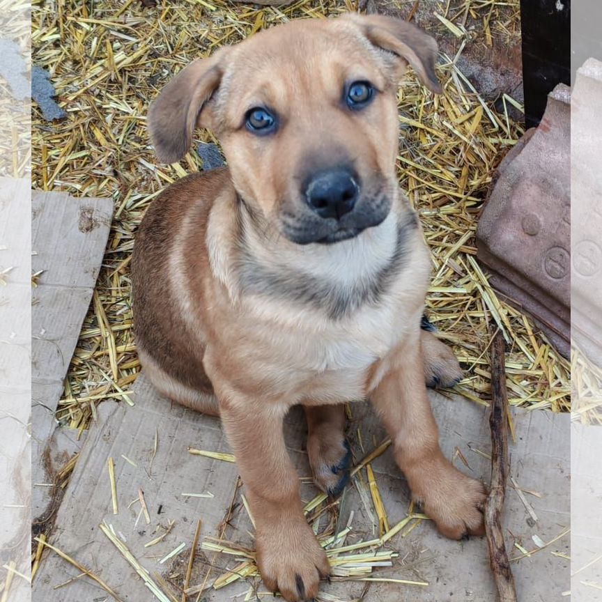 Щенок в добрые руки