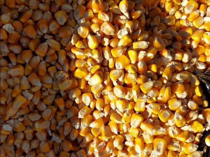 Просо, Кормовой овёс на корм