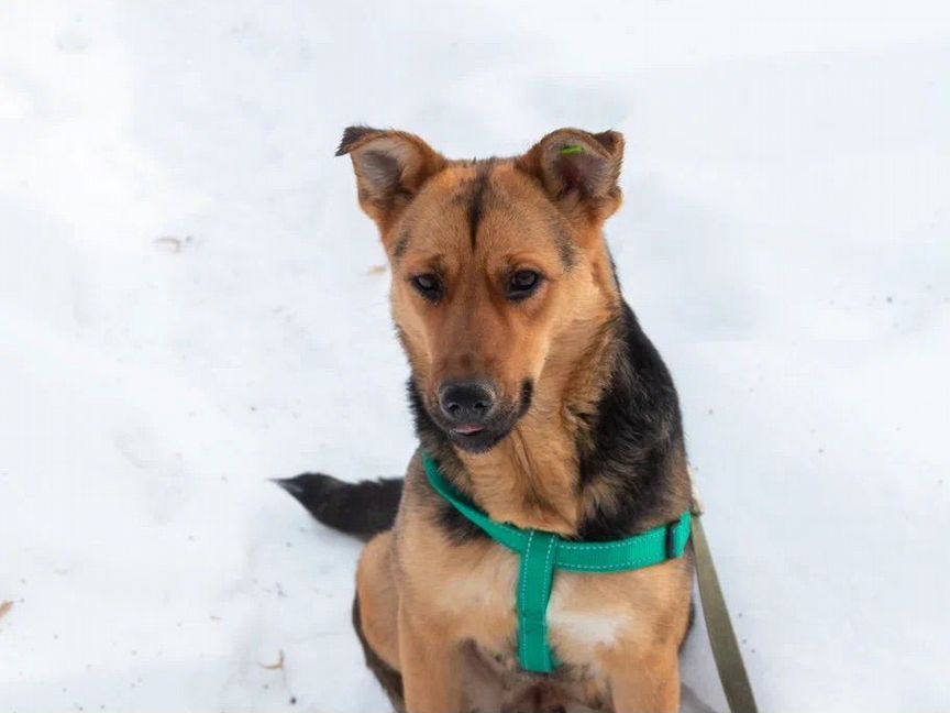 Красивая девочка Рокси ищет дом