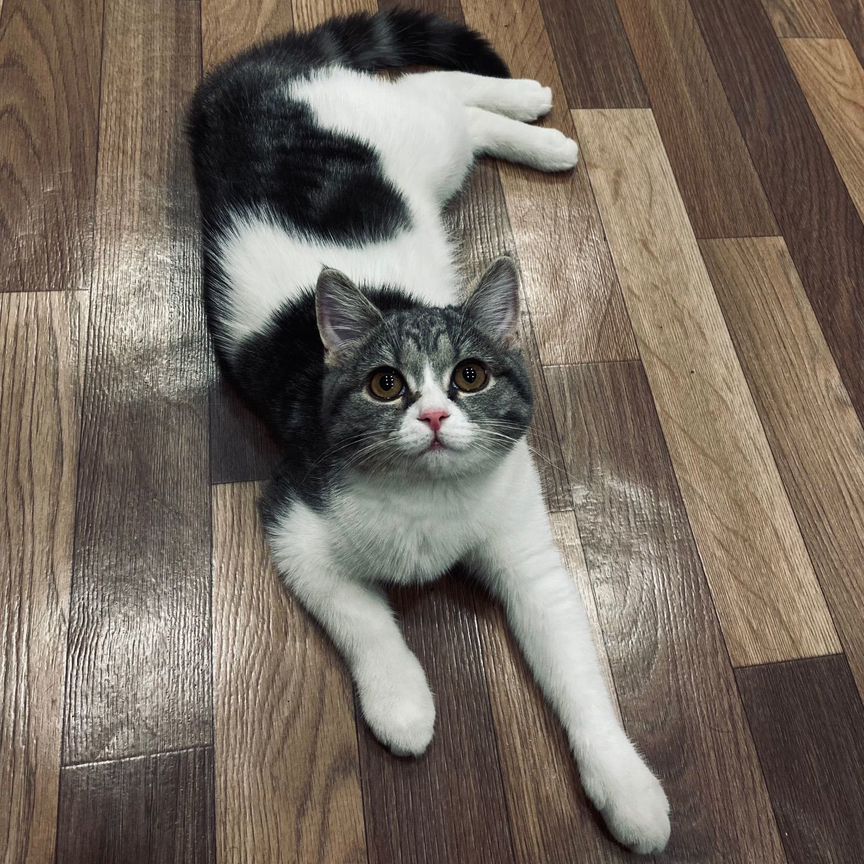 Котёнок в добрые руки