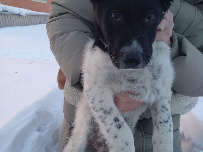 Щенок черно-белый, мальчишка