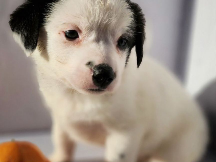 Щенок бесплатно