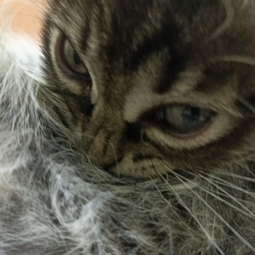 Кошки в добрые руки бесплатно