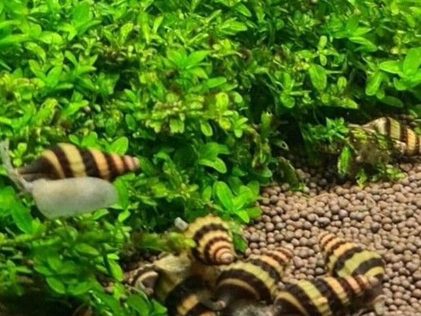 Улитка хелена