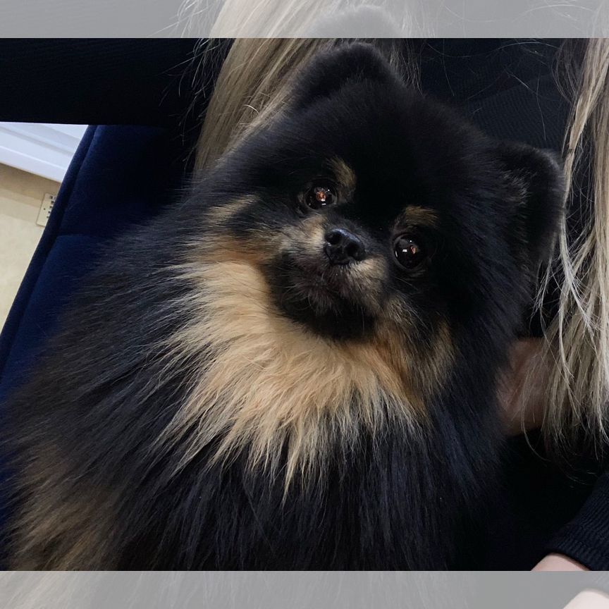 Померанский шпиц вязка