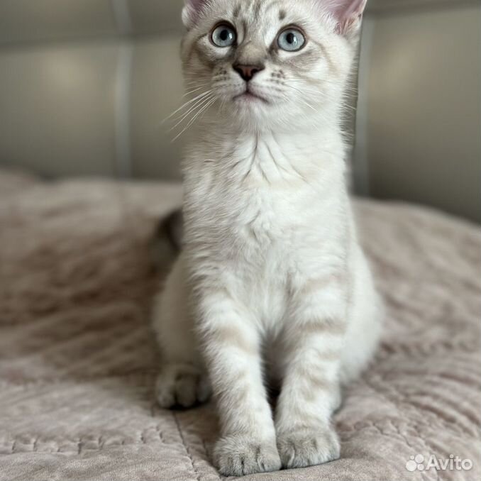 Котенок тайский тебби-поинт 3 месяца