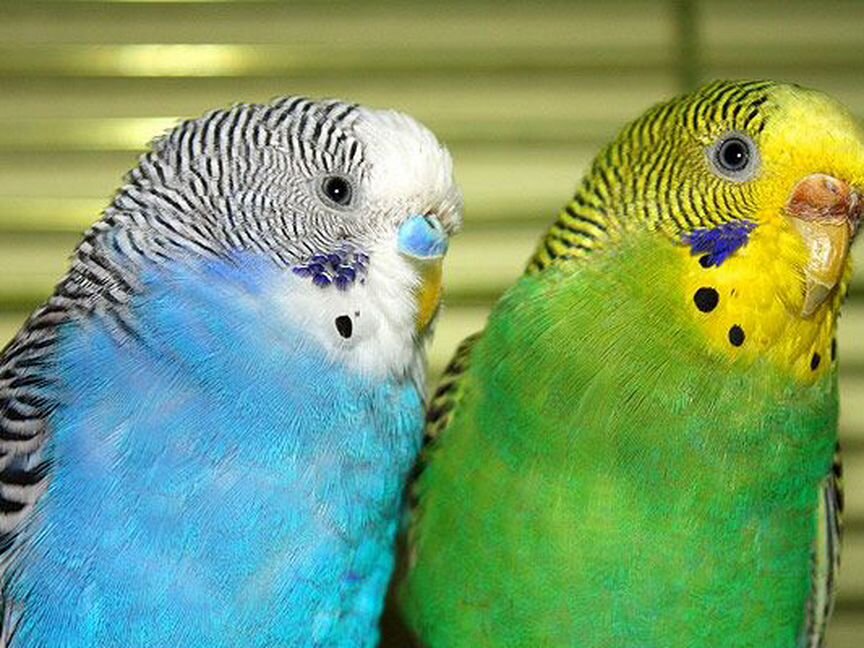 Волнистики