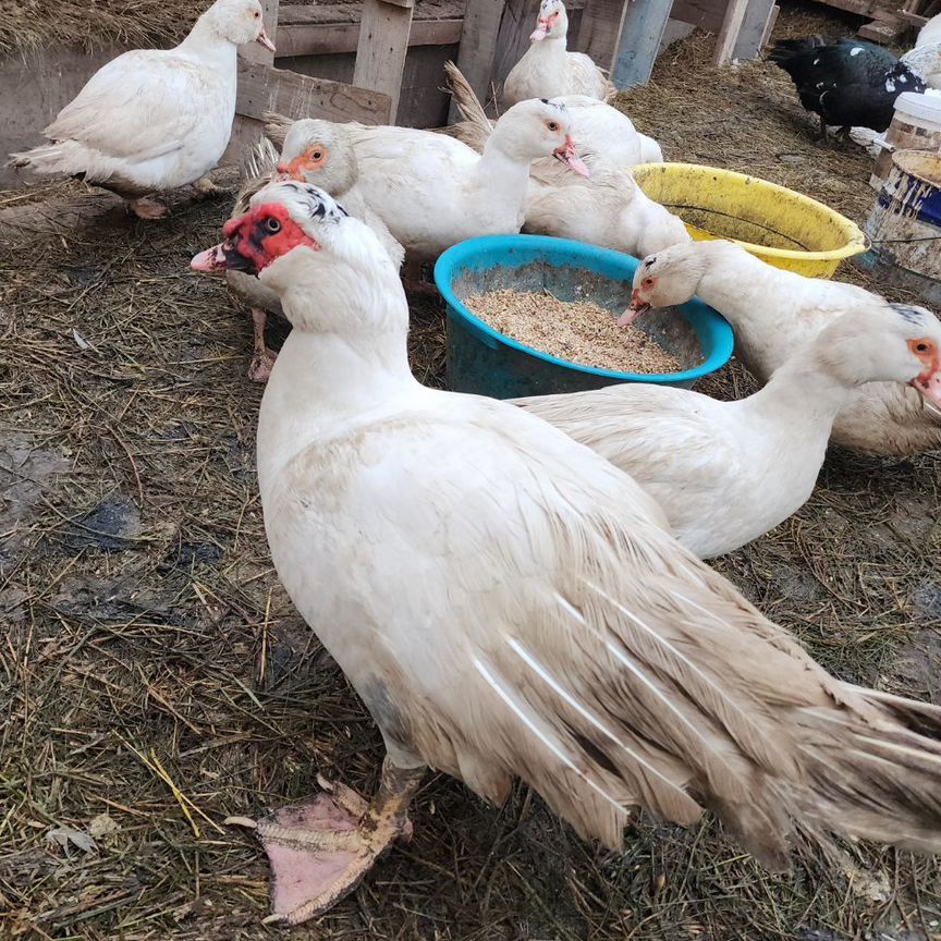 Инкубационное яйцо индоутки белые тяжелая гримма