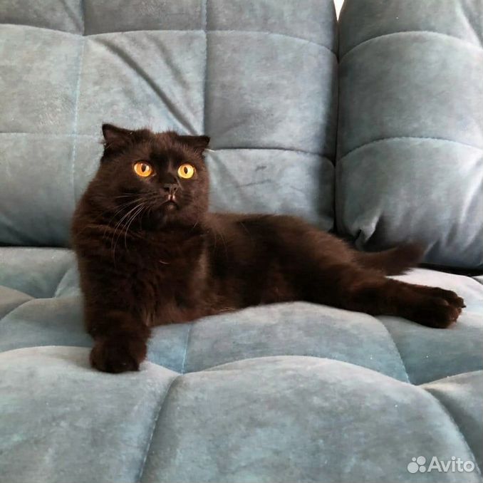 Кошка без лапы ищет дом
