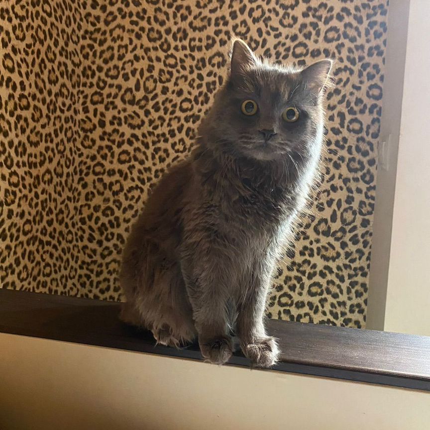 Потерялся кот