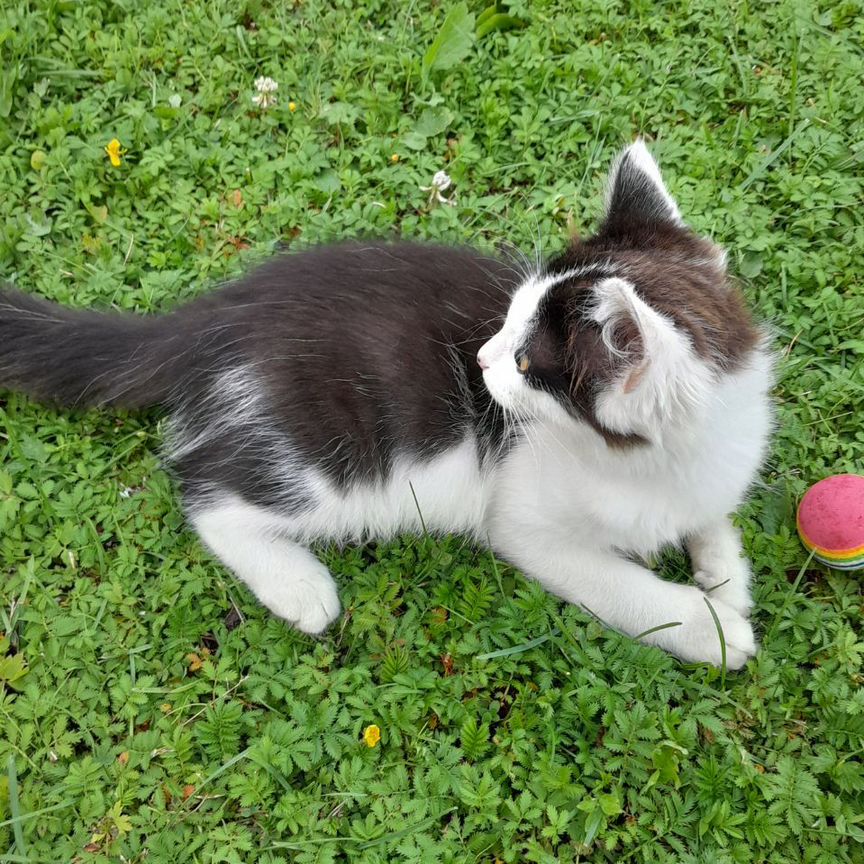 Котенок в дар бесплатно