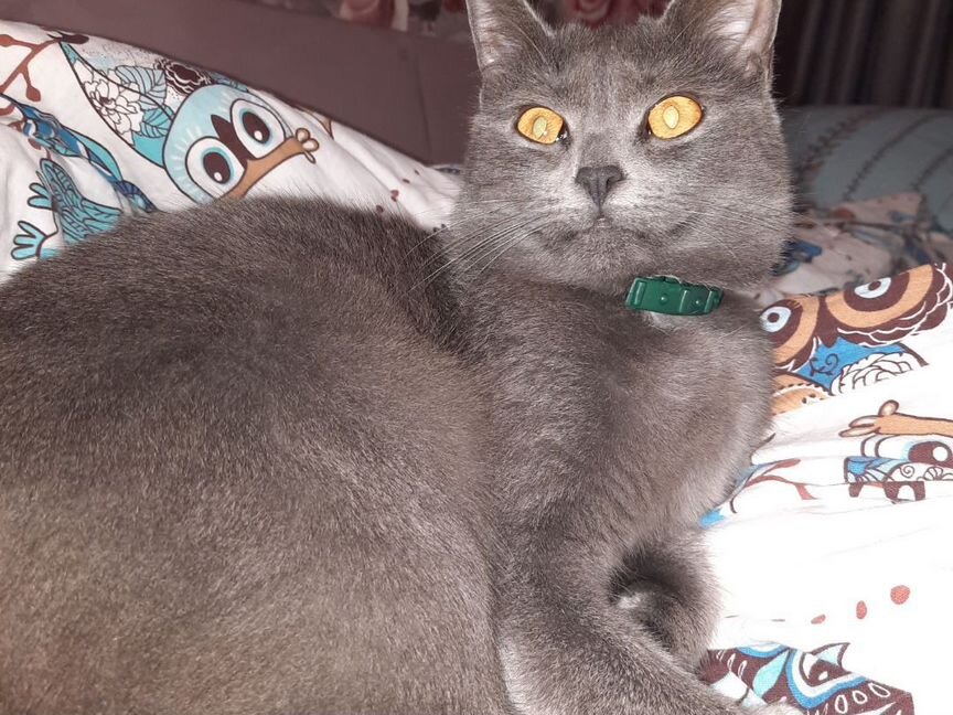 Британские котята бесплатно
