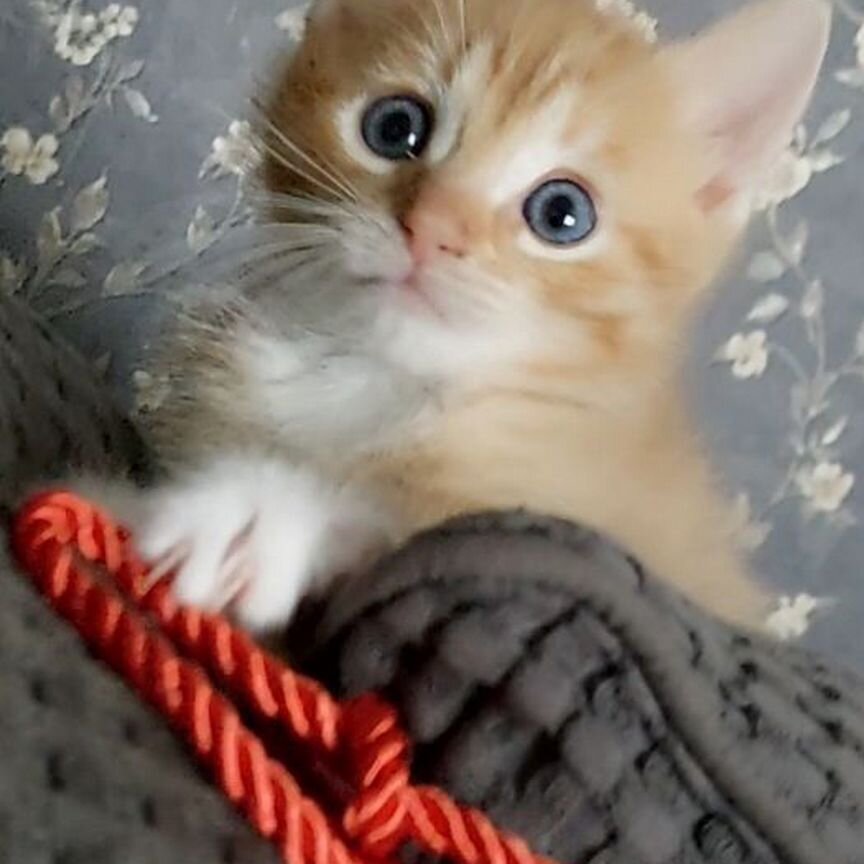 Котёнок в добрые руки