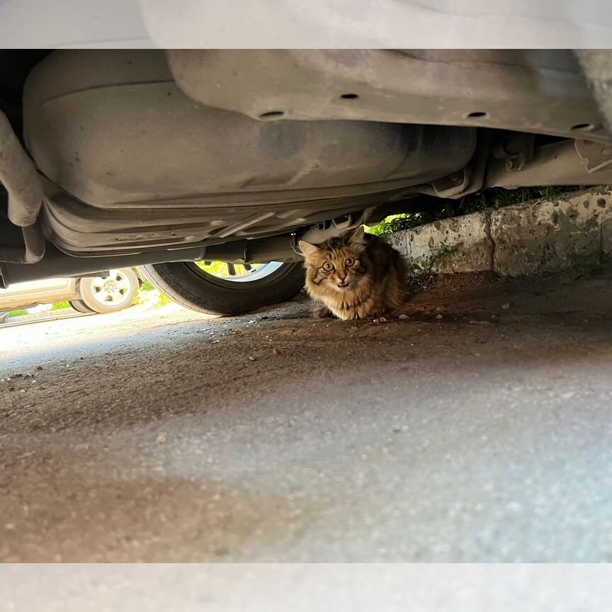 Кошечка