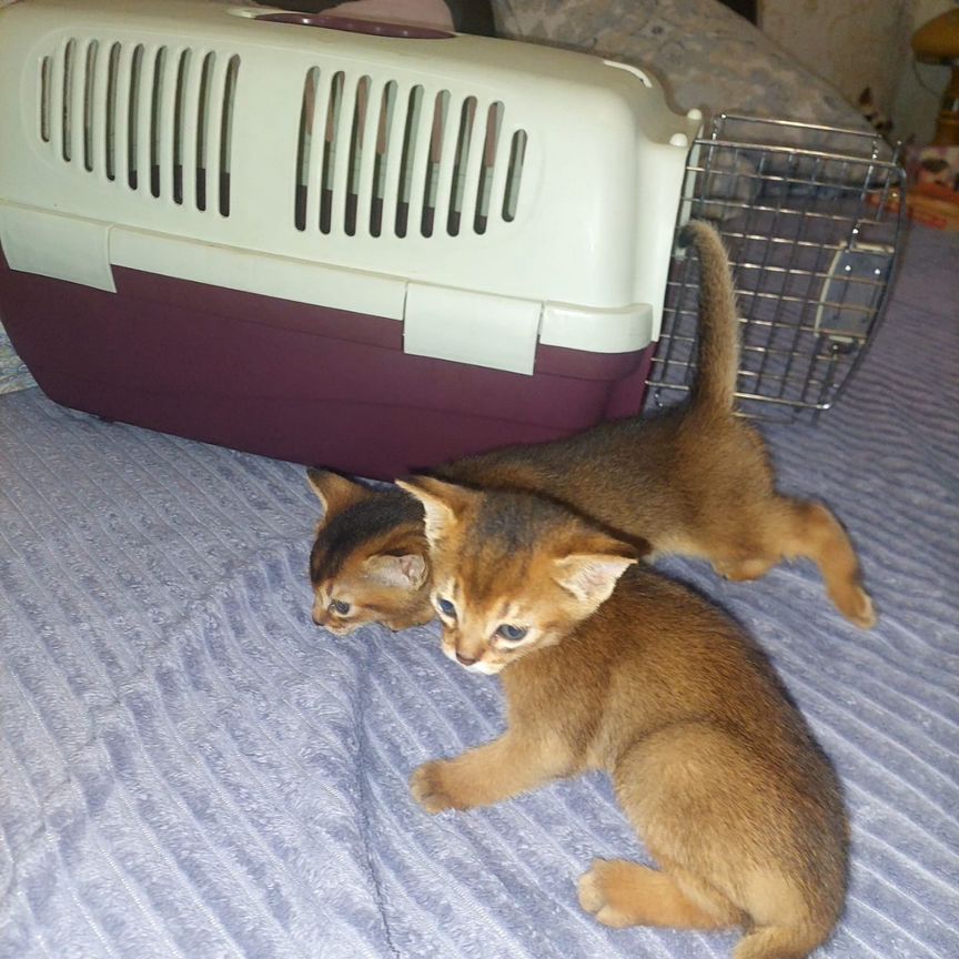 Отдам в добрые руки мальчиков абиссинской породы