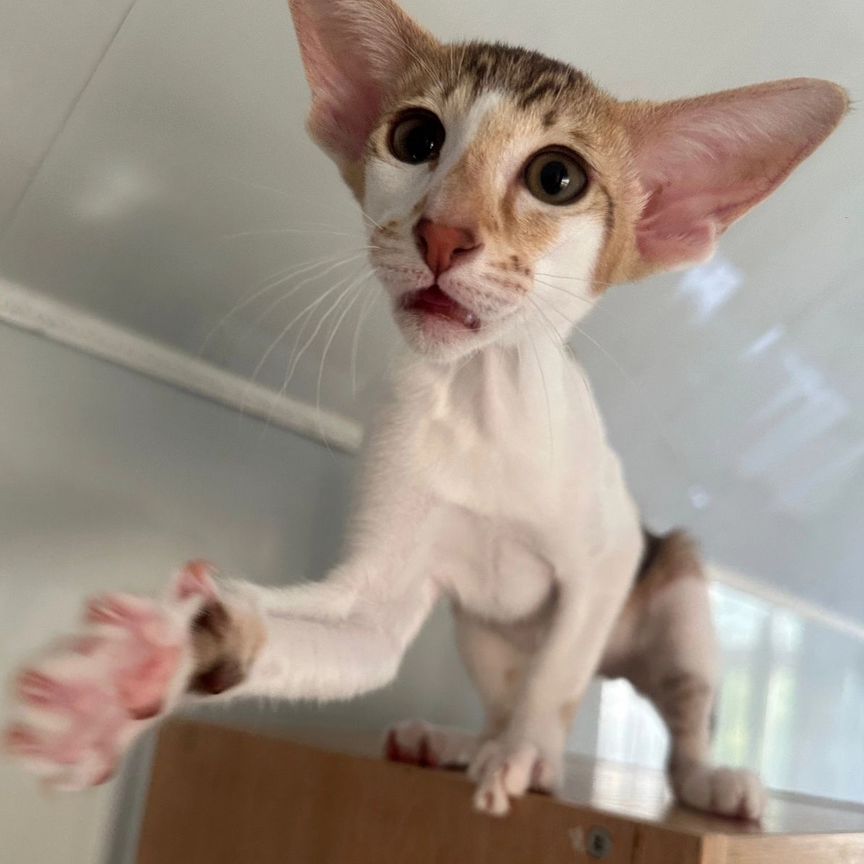 Ориентальный котёнок