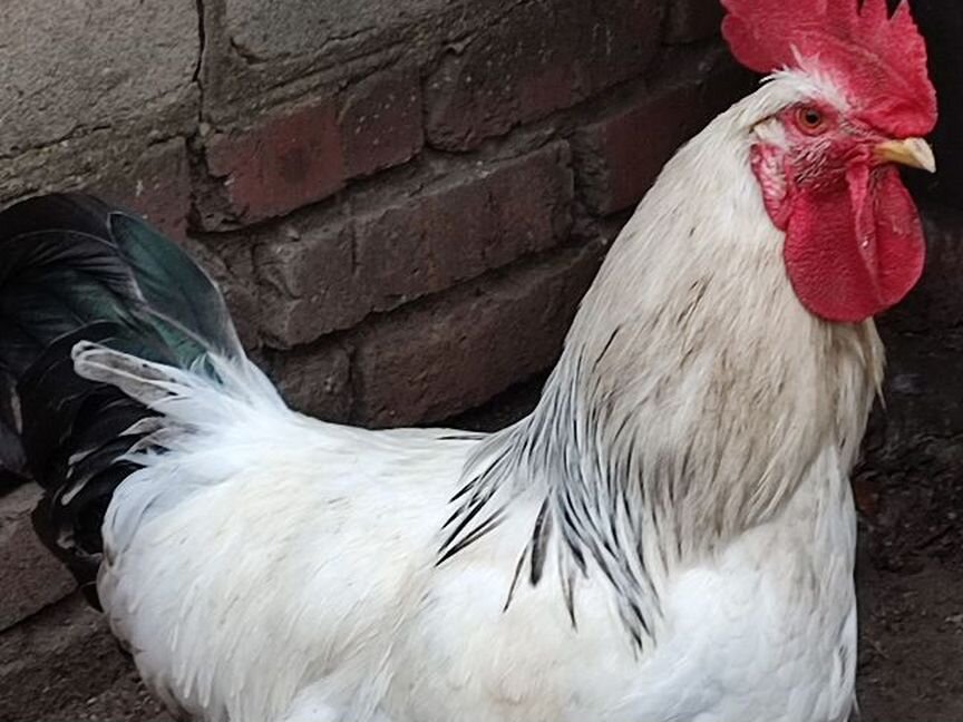 Молодые петушки