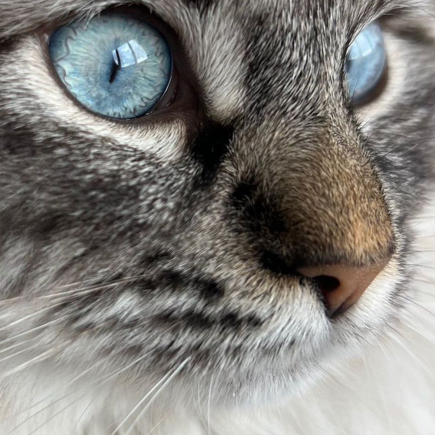 Ищем невесту