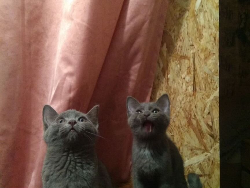 Котятки в добрые руки