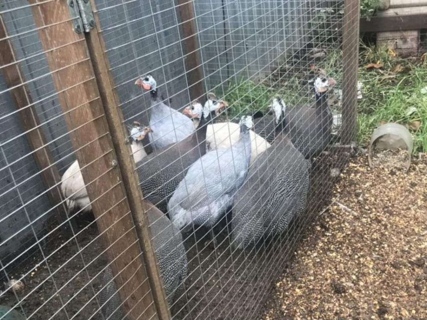 Гуси линда сесарки