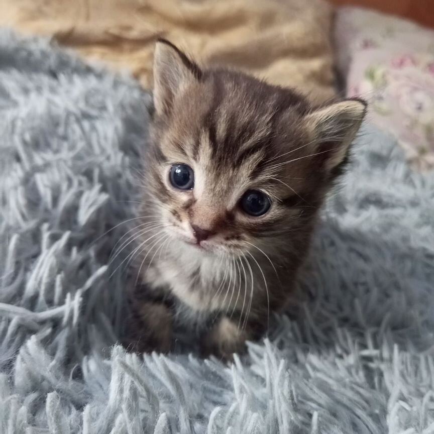 Котята в добрые руки 1 месяц