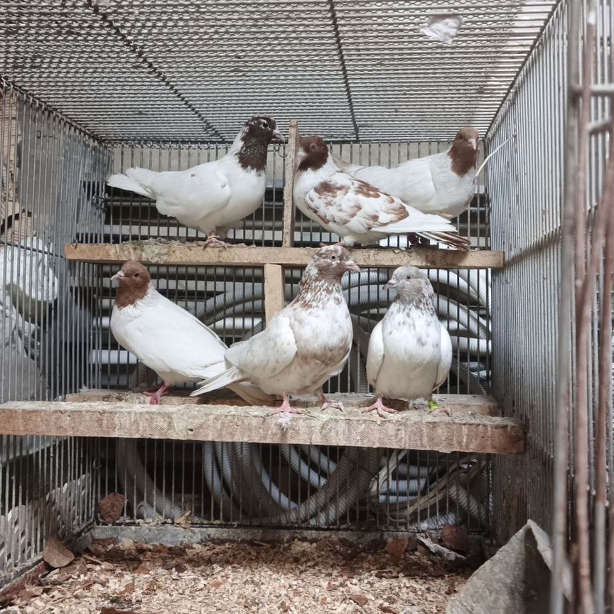 Продажа бакинских голубей