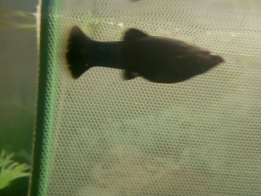 Молинезия, петушок