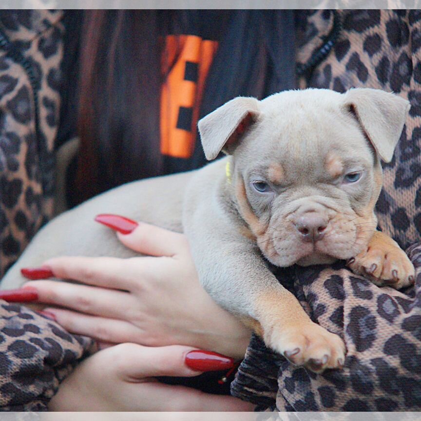 Американский булли, щенок