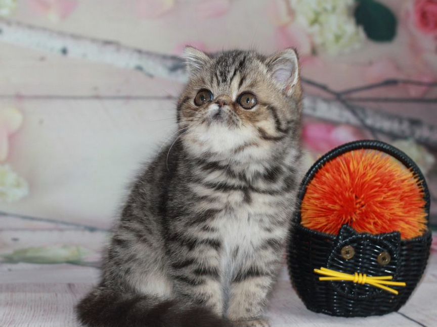 Кошечка экзоточка