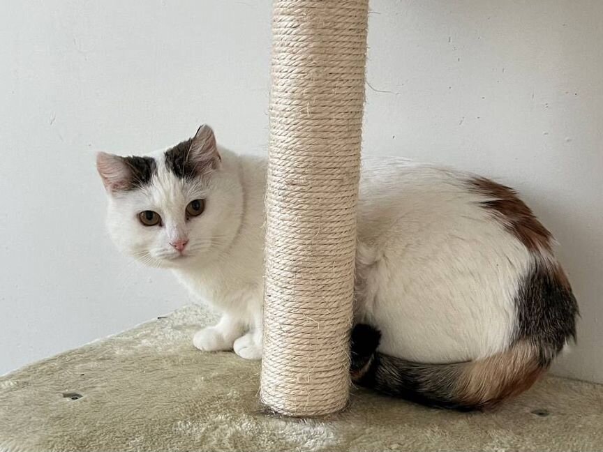 Царица Тамара (кошка 3 года)