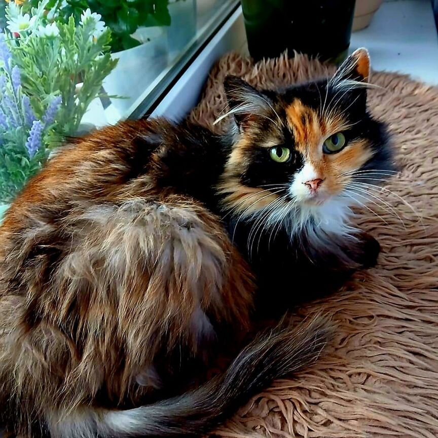 Шикарная Люсьен в дар