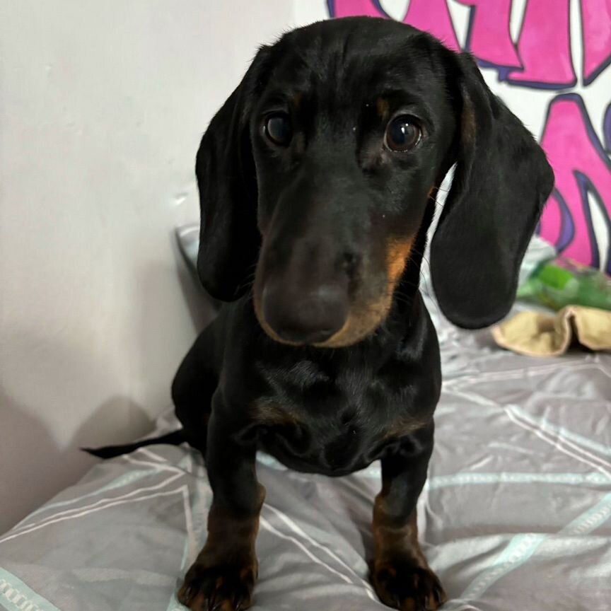 Продам щенков таксы