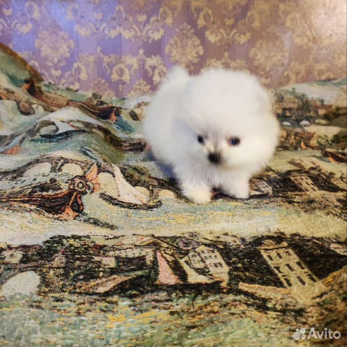 Продаются щенки померанского шпица